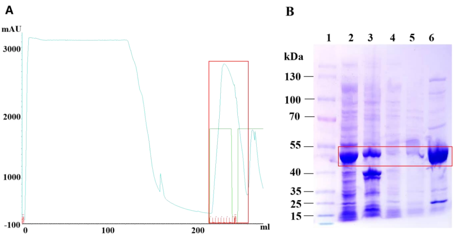Triple mutation H218Y/N248D/I243Q single nickel column affinity chromatography
