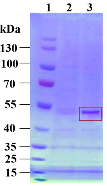 Figure: Expression of ICCG-LCC-R2 variant. Lane 1: marker; 2: the control without IPTG; 3 ...